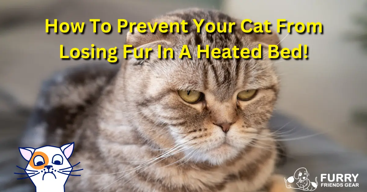 Is Your Cat Losing Fur In Heated Bed 2023 Best Solutions